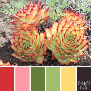 Succulent Inspired Color Palettes - Delightful Paths